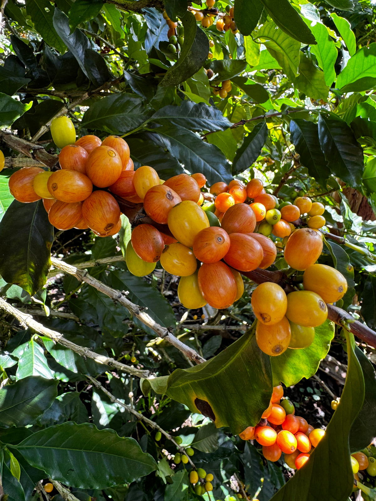 Finca El Tambo – Portillas Café